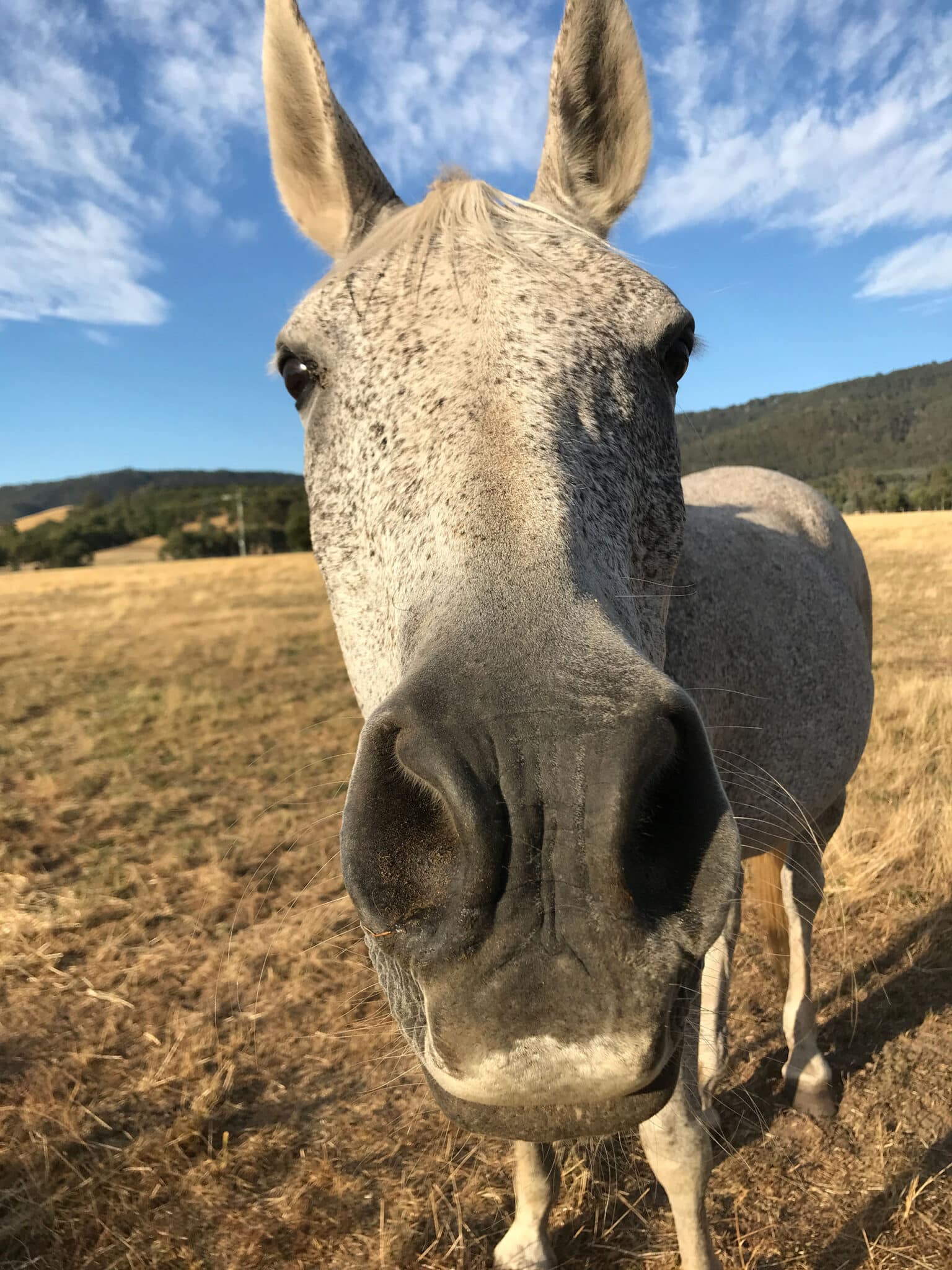 Cooper – Gunyah Animal Healing Sanctuary Inc