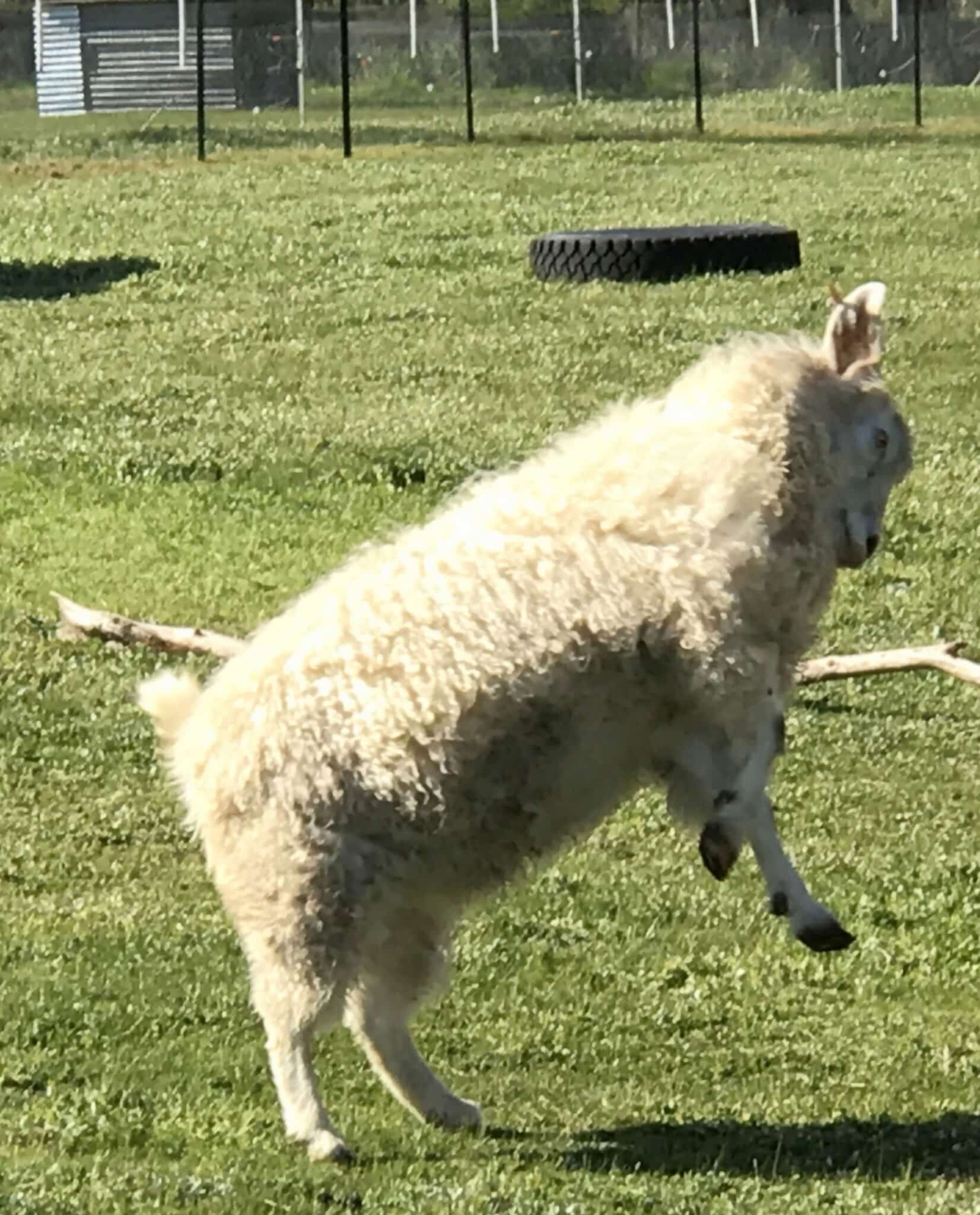 Missy – Gunyah Animal Healing Sanctuary Inc
