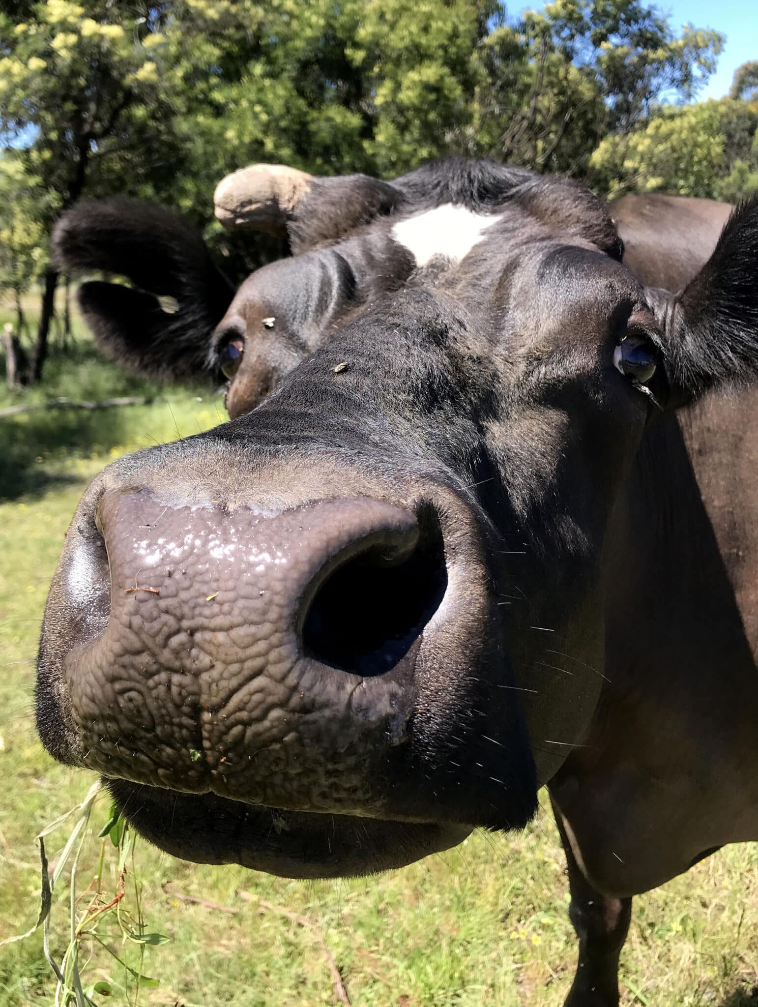 Rama – Gunyah Animal Healing Sanctuary Inc